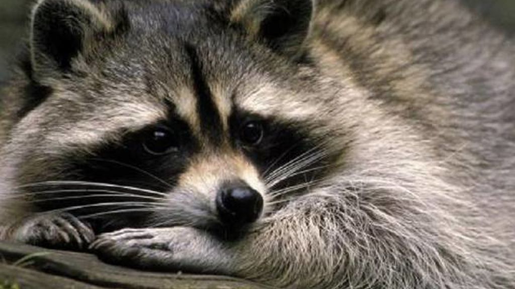 Los animales invasores en España: cuáles son y cómo llegaron