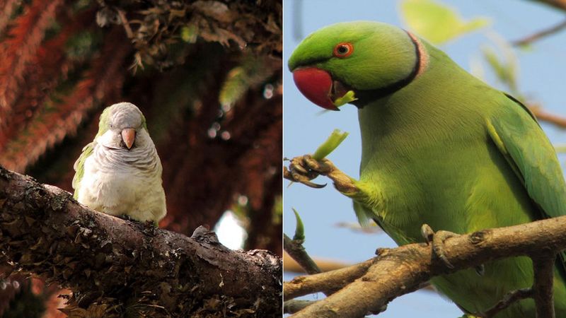Los animales invasores en España: cuáles son y cómo llegaron