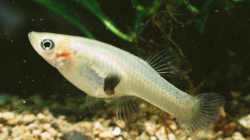 Los animales invasores en España: cuáles son y cómo llegaron