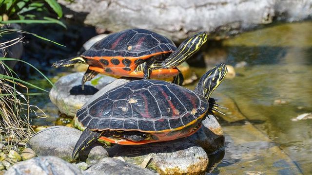 Los animales invasores en España: cuáles son y cómo llegaron