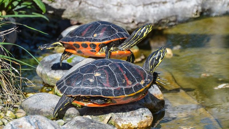 Los animales invasores en España: cuáles son y cómo llegaron