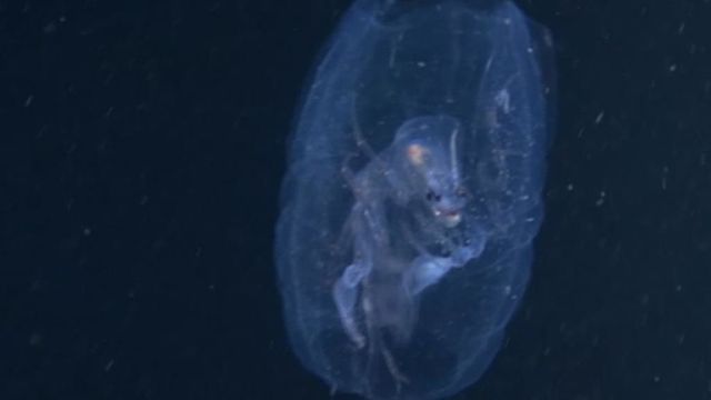 El "alien" submarino de las costas de Vigo