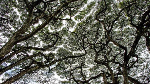 Timidez botánica: el curioso fenómeno por el que las copas de los ...
