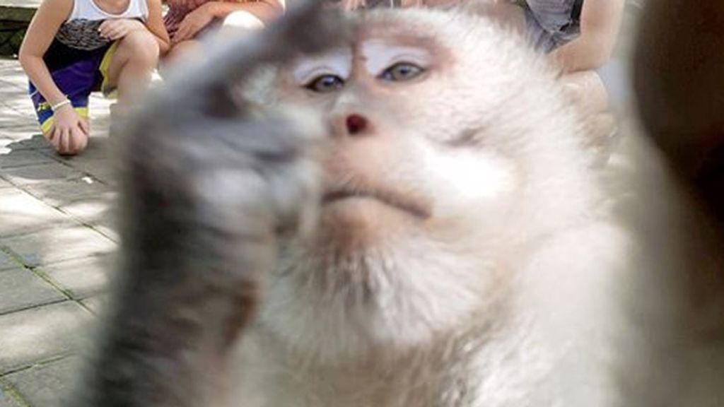 Un mono hace un selfie con una familia humana y se vuelve viral