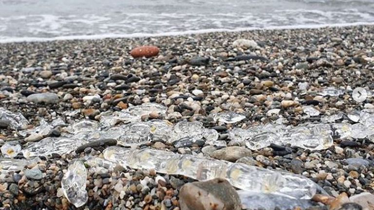 ¿Qué son las salpas, los desconocidos invertebrados que han invadido las playas de Málaga?
