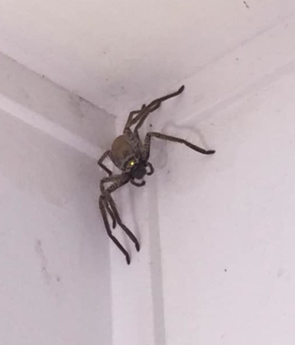 Una mujer descubre una "araña gigante" al regresar a su domicilio en ...