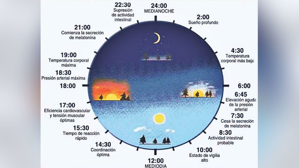 El reloj interno de nuestro cuerpo: momentos y horas clave para ...