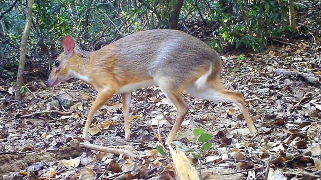 Hallan imágenes del ciervo ratón, animal que se creía extinto- Telecinco