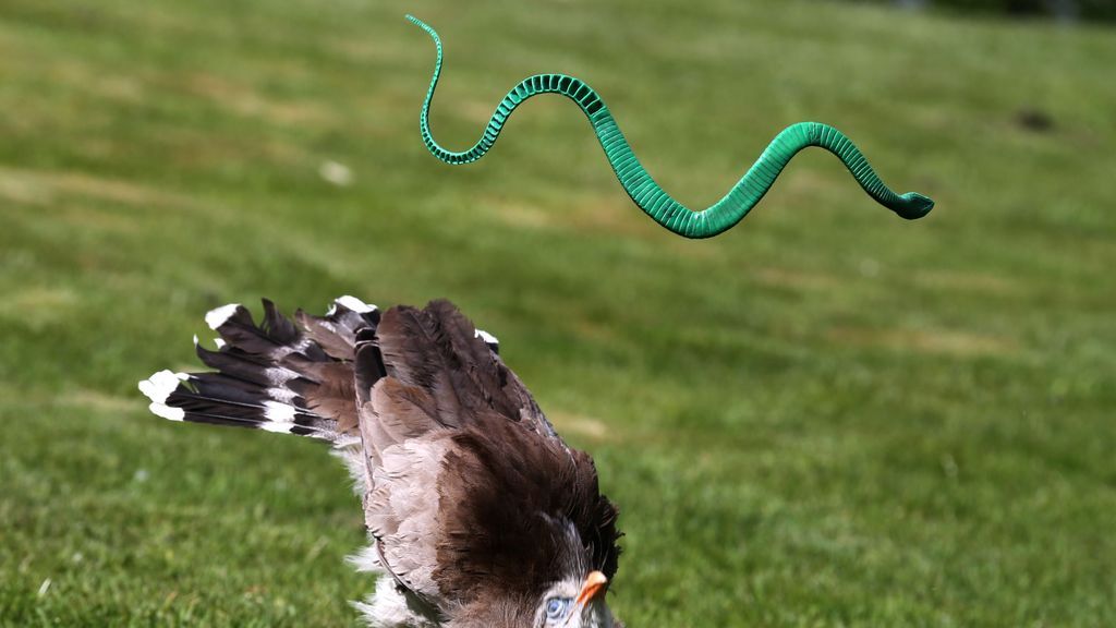 ¿Serpientes voladoras? Así se mantienen estables en el aire ...