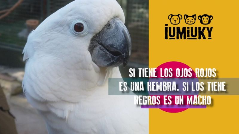 Iumiuky - Cuatro