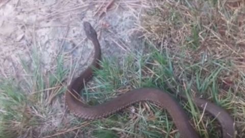 Qué hacer ante la picadura de una víbora