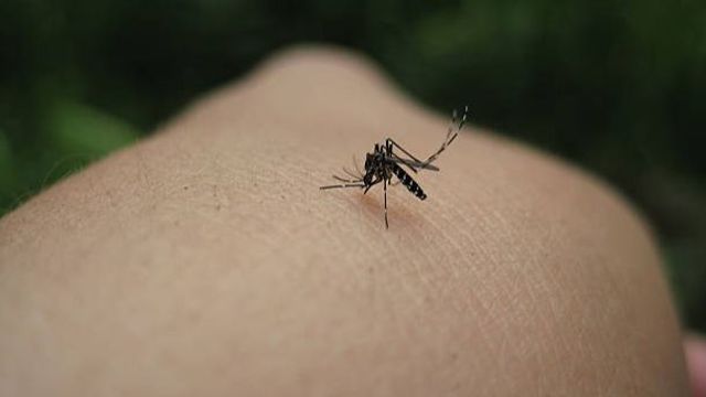 Así son los insectos invasores más peligrosos presentes en España