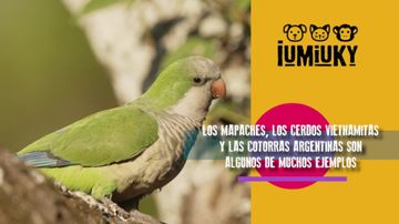 Iumiuky - Cuatro