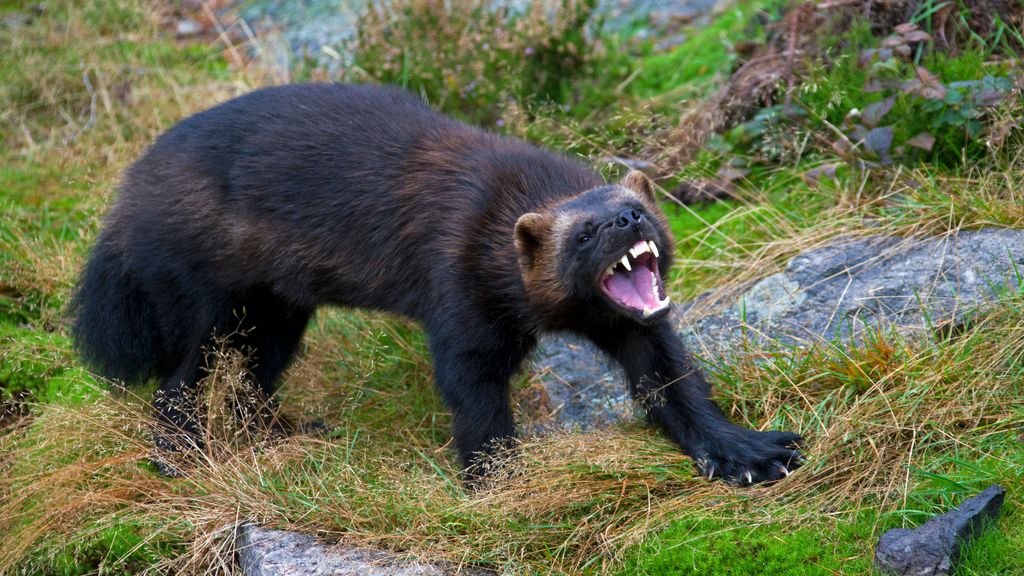 Green, que te quiero green y el lio de las traducciones de los nombres ...