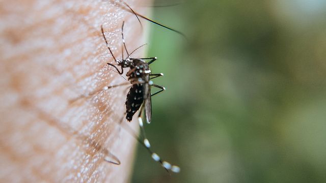 Por qué los mosquitos pican más en los tobillos - Uppers