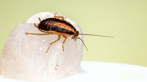 Enfermedades que puede transmitir pisar una cucaracha - Uppers