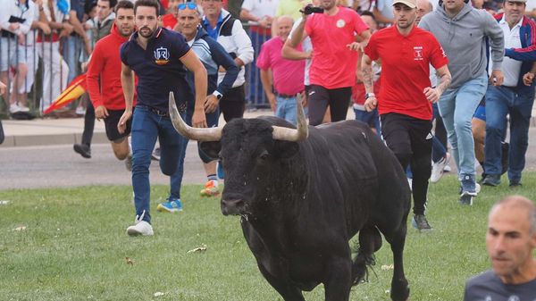 El Toro de la Vega se celebrará como un encierro