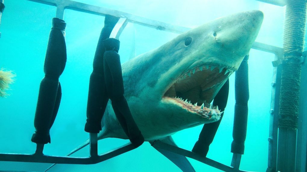 ‘Piraña 3D’, ‘Jaws 3D’, ‘Tiburón, la venganza’ , el domingo - Be Mad