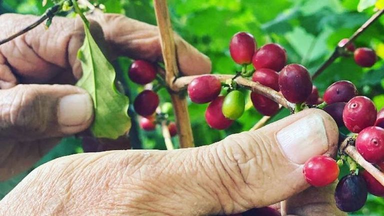 El cafetal español donde te sentirás dentro de ‘Café con aroma de mujer’
