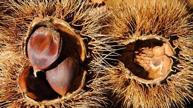 Mejores destinos para encontrar castañas – Dimension Turistica Magazine