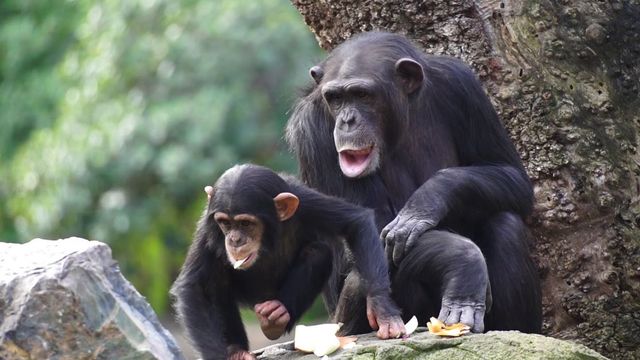 Muere el chimpancé 'Coco' de forma inesperada a los cuatro años en Valencia