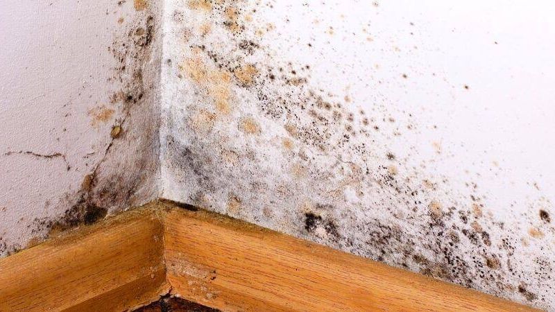 ¿Cómo limpiar el moho de las paredes de tu casa? - Divinity