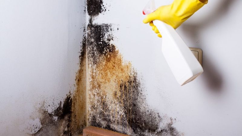 ¿Cómo limpiar el moho de las paredes de tu casa? - Divinity
