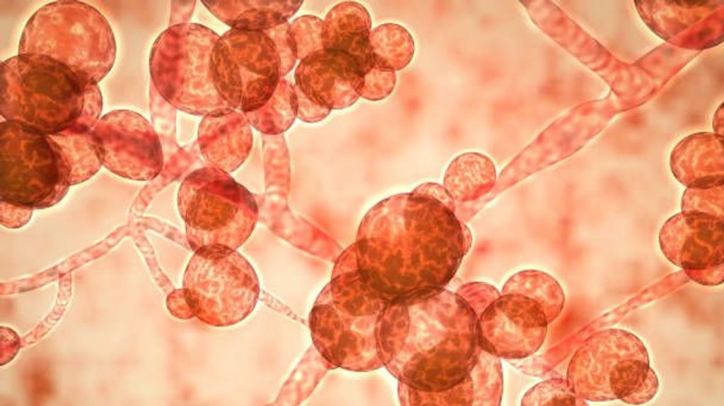 Hongos patógenos: ¿cuáles son sus peligros?