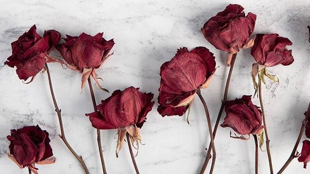Cómo secar una rosa para conservar en casa durante mucho tiempo - Divinity