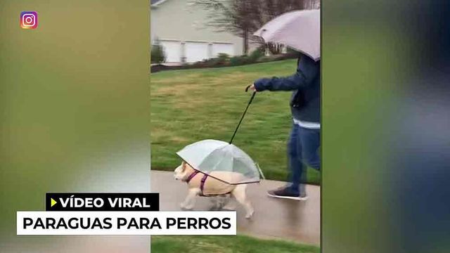 Vídeo viral | Un paraguas para perros - Ya es mediodía