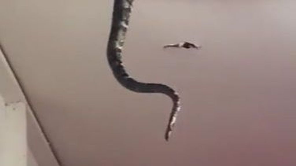 Madre e hija descubren en Malasia dos serpientes gigantes en su techo