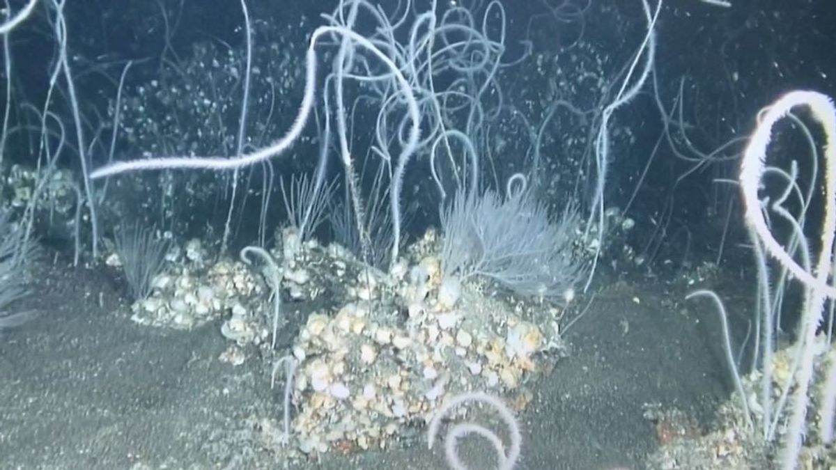 Científicos se adentran en la zona de la erupción submarina del Tagoro