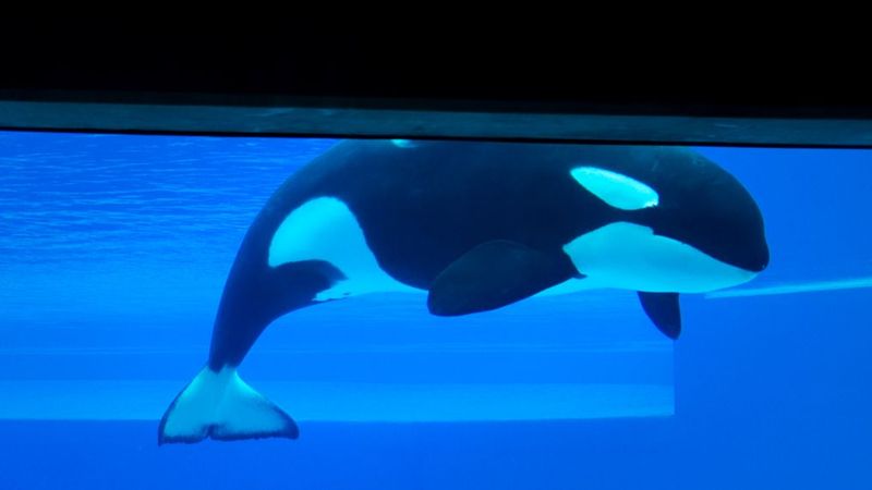 Muere Kiska, la orca más solitaria del mundo