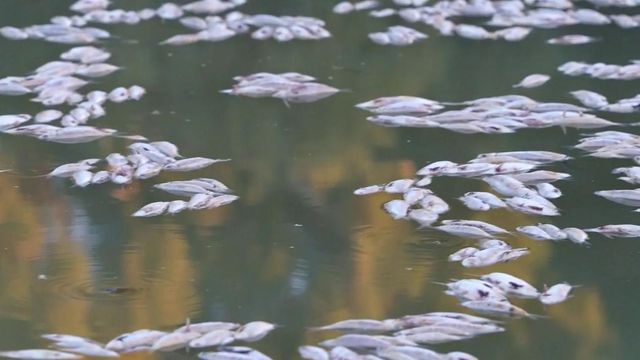 Millones de peces aparecen muertos en el río Darling, Australia