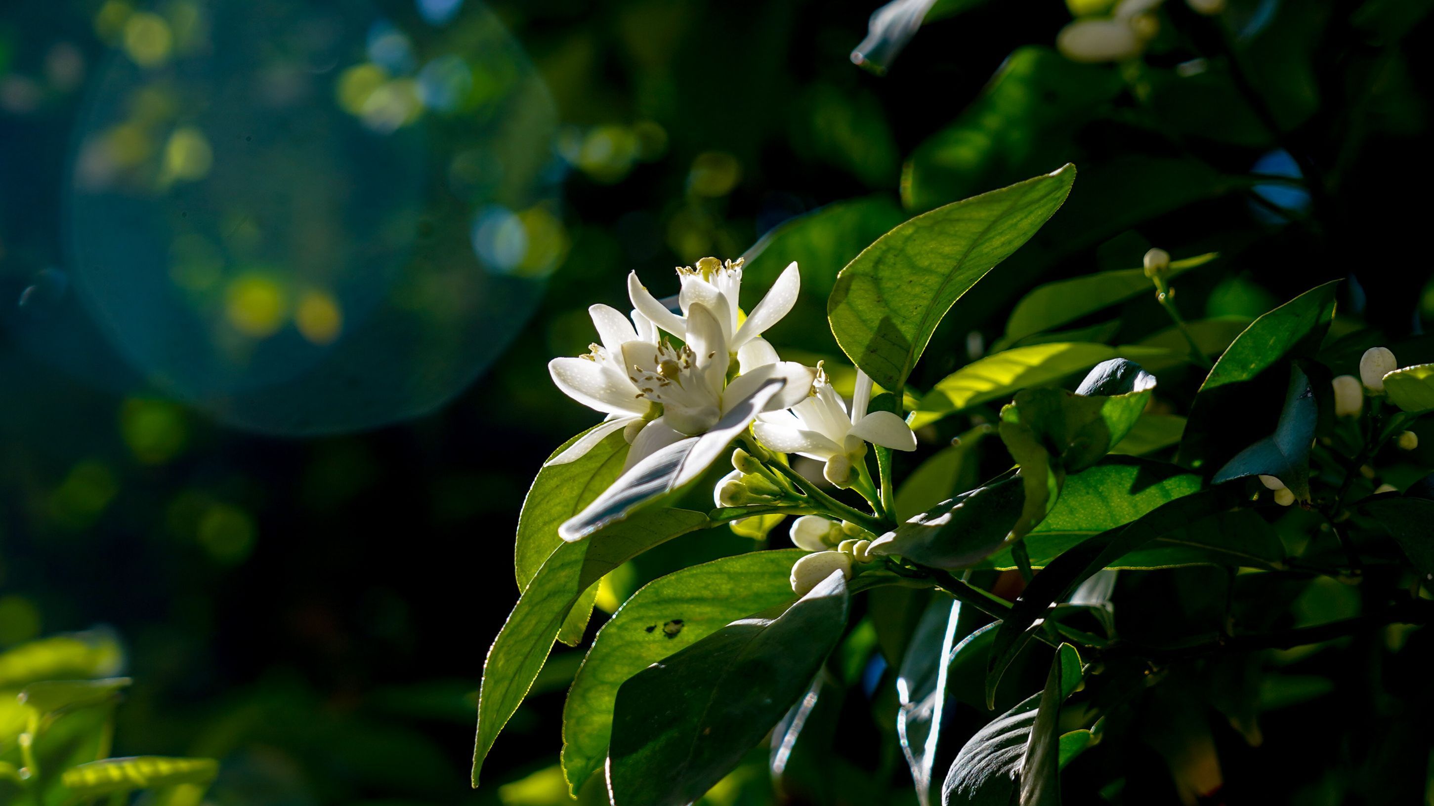 Eclipses, time change and different keys to spring that begins tomorrow ...