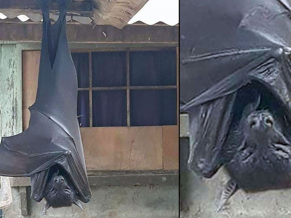 Zorro Volador Gigante Un Zorro Volador Y Boas Arcoíris, Nuevos