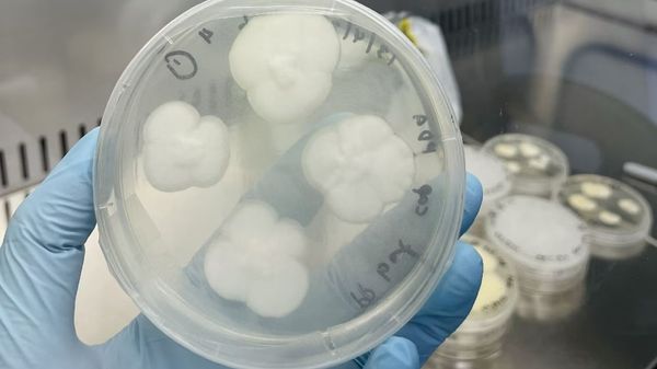 Uno de los plásticos más contaminantes puede degradarse con hongos