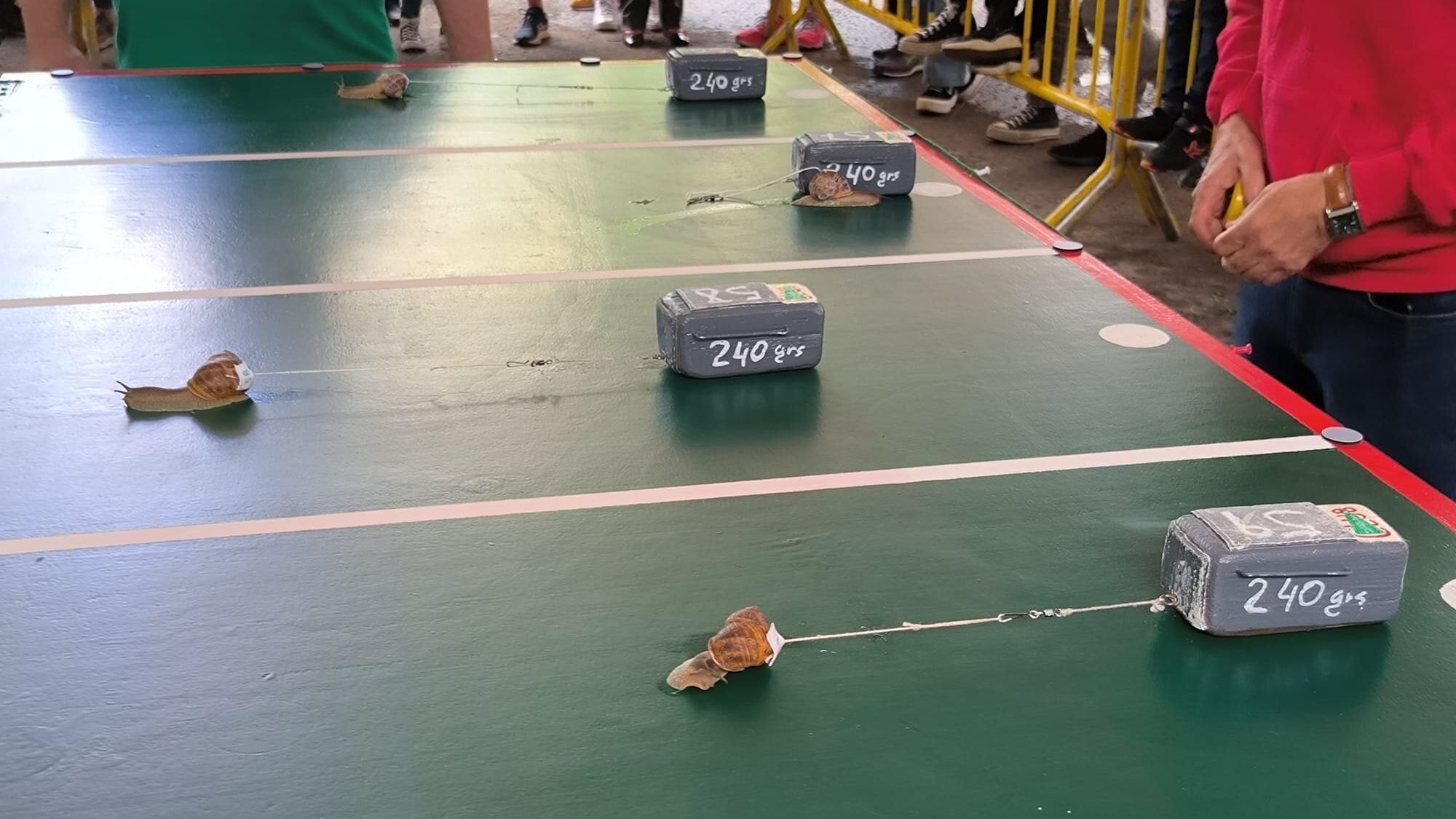 The ‘Junco’ snail travels 30.5 centimeters and turns into the winner of ...