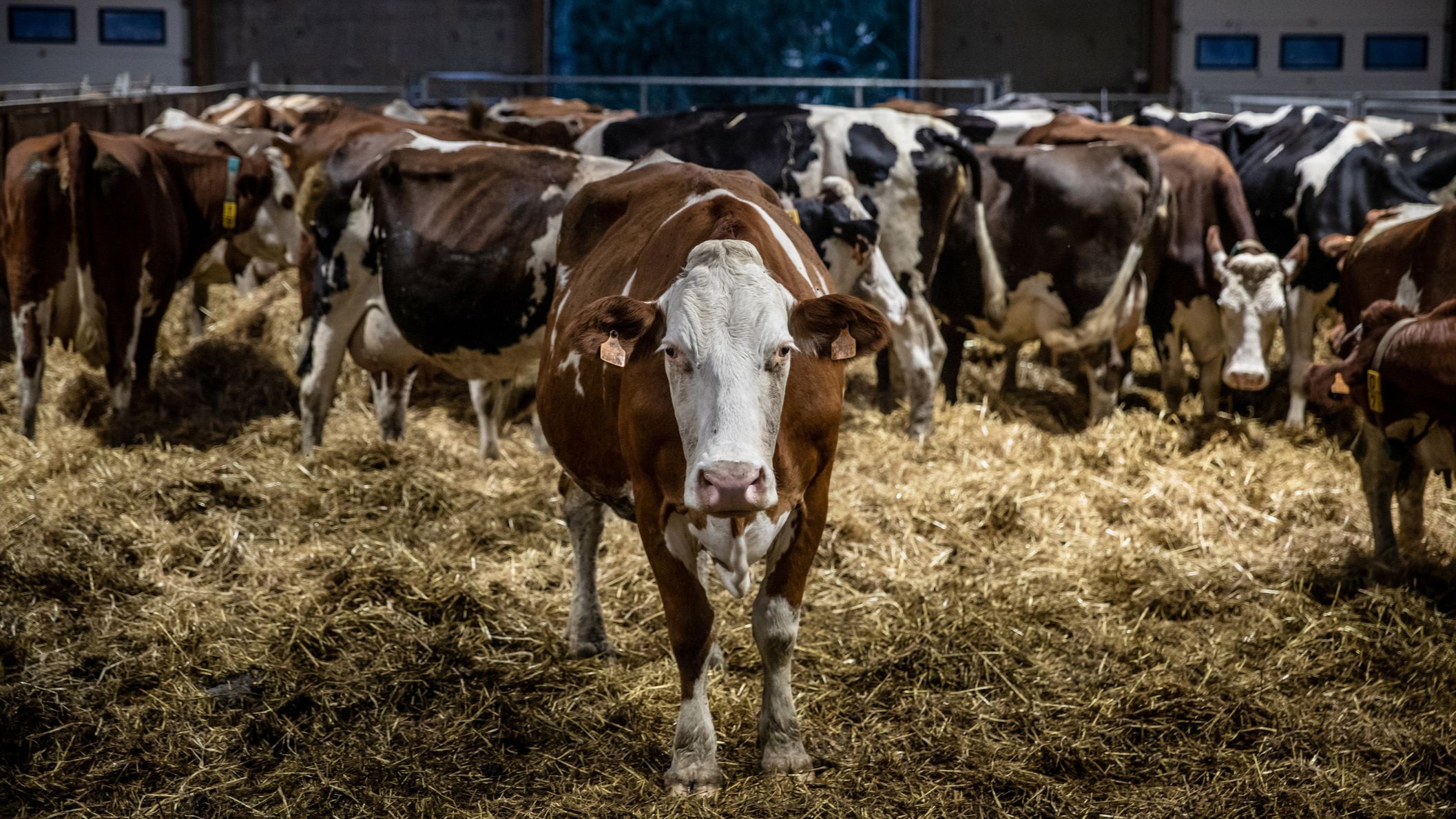 The slaughterhouses, collapsed by the huge slaughter of cows as a ...