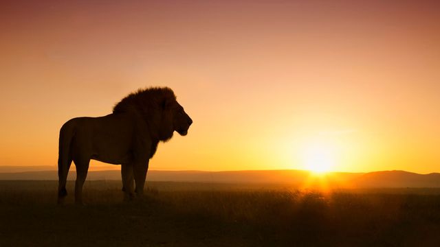 Matan a 'Loonkito', uno de los leones en libertad más viejos del mundo