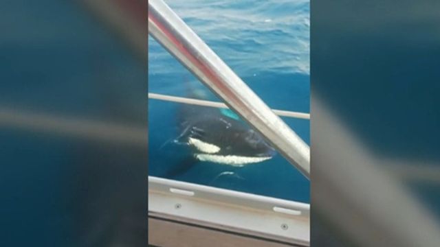 Los ataques de orcas en aguas del Estrecho se vuelven muy violentos