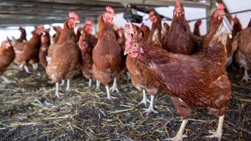 Violan y masacran a 15 gallinas en una finca de Jaén