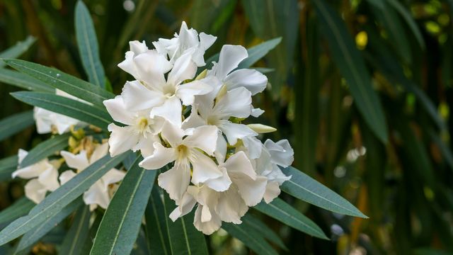 Estas plantas de exterior son tóxicas para ti y tu mascota