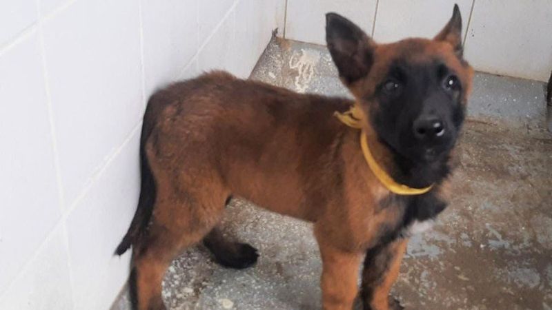 La fotografía de Wilson, el perro que estuvo con los niños en la selva ...