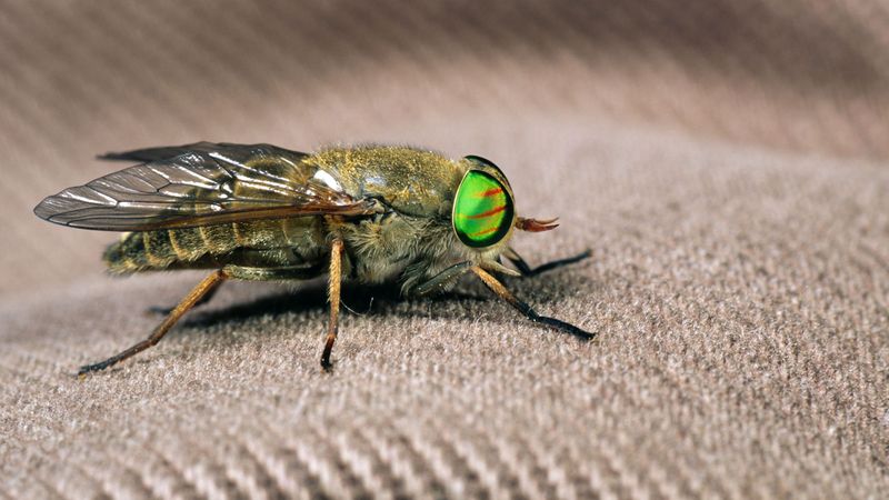 Los británicos, atemorizados ante el gran número de tábanos