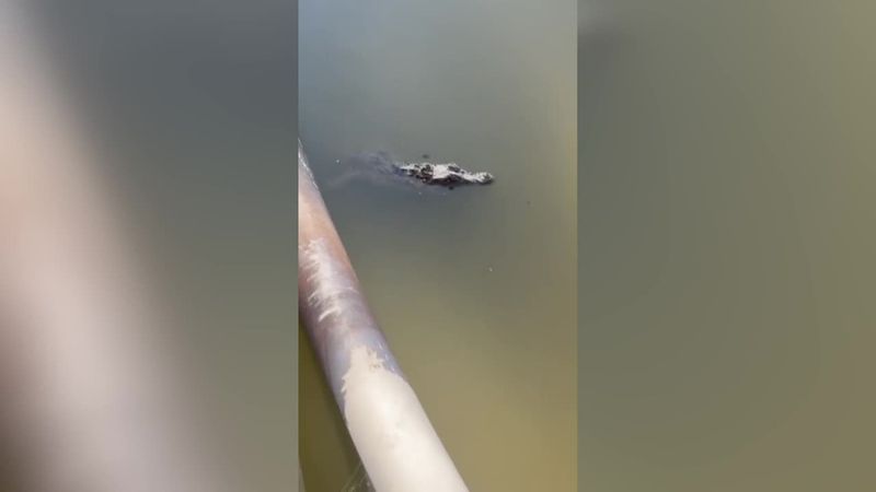 Capturan a un caimán en una finca de Toledo