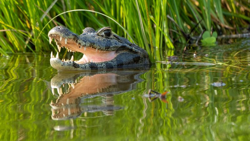 Muere una mujer atacada por un caimán mientras paseaba su perro en EEUU