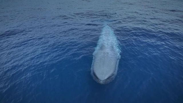 Rafa Fernández: el álbum del Ártico del campeón de fotografía submarina