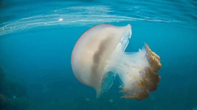 La medusa 'alien' de una playa de Mazarrón: una 'Rhizostoma Lateum' de ...