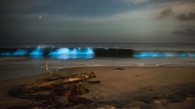 La playa española con uno de los fenómenos bioluminiscentes más ...